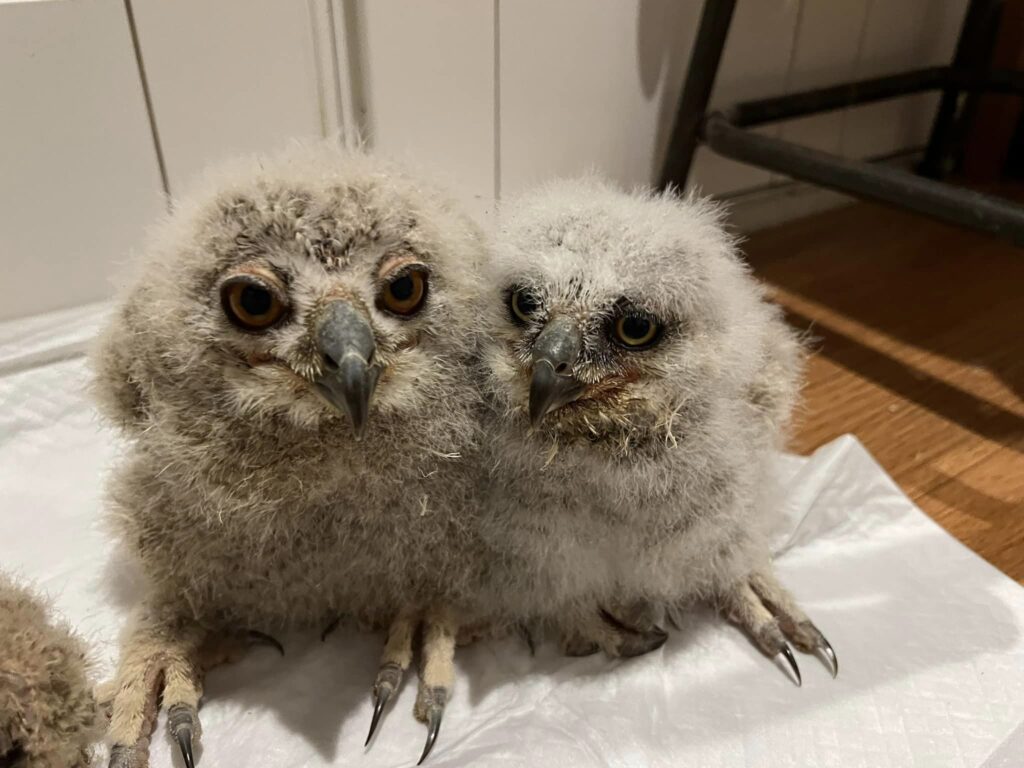 2023年フクロウの雛販売始まりました! | 広島初のフクロウ 2023年フクロウの雛販売始まりました! | 広島初のフクロウ
